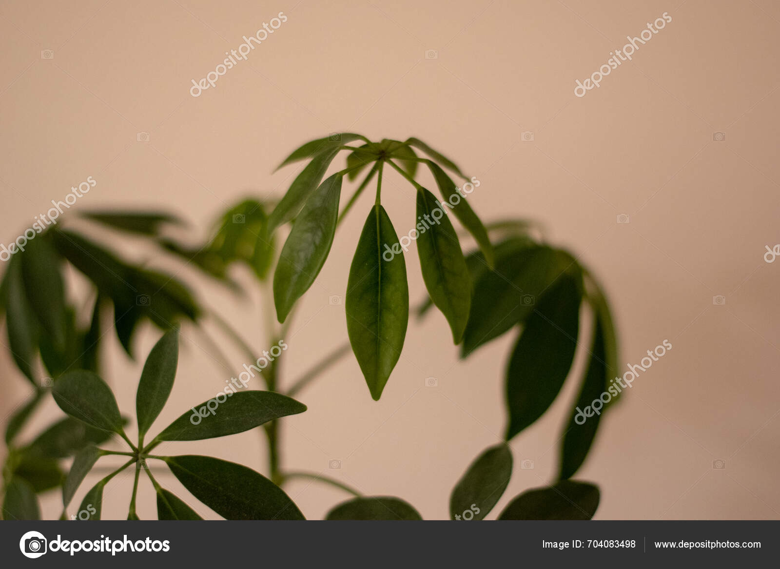 Schefflera Variegated Genus Flowering Plants Family Araliaceae — Stock ...