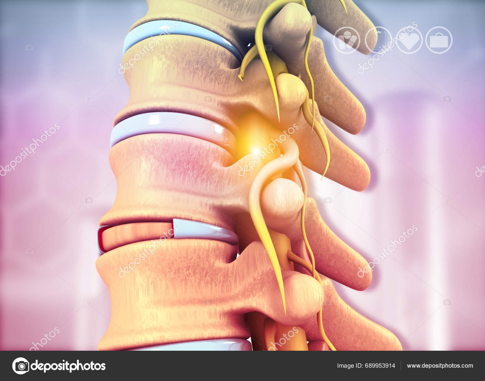 Human Vertebrae Anatomy Science Background Illustration Stock Photo by ...