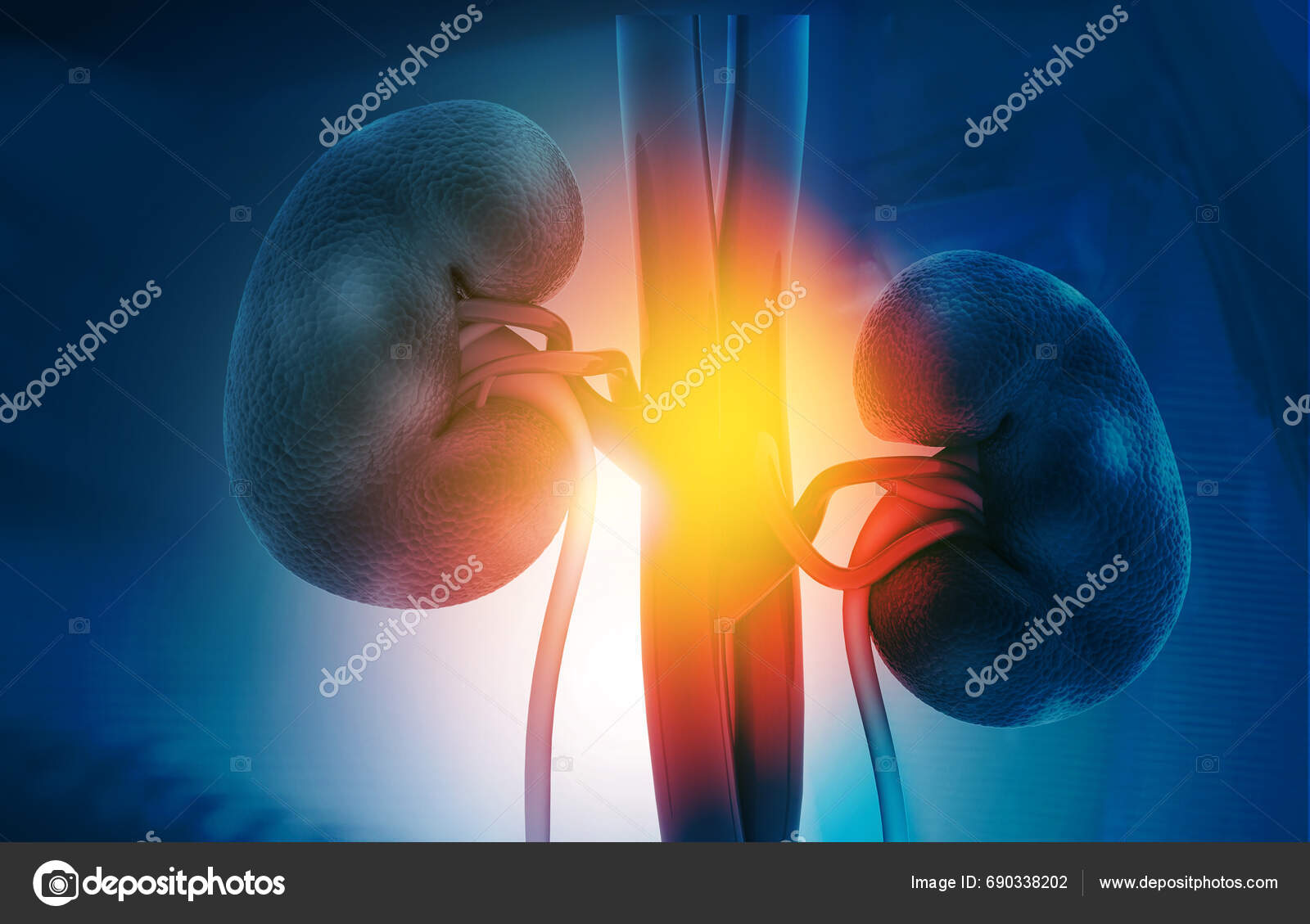 Human Kidney Science Background Render Stock Photo by ©exploderasi ...