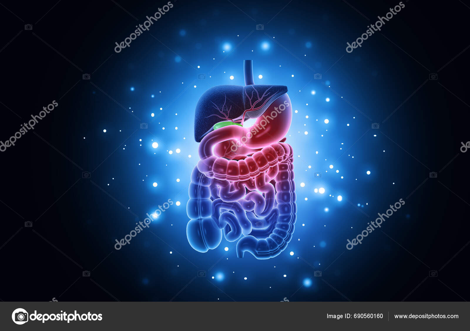 Human Digestive System Science Background Illustration Stock Photo by ...