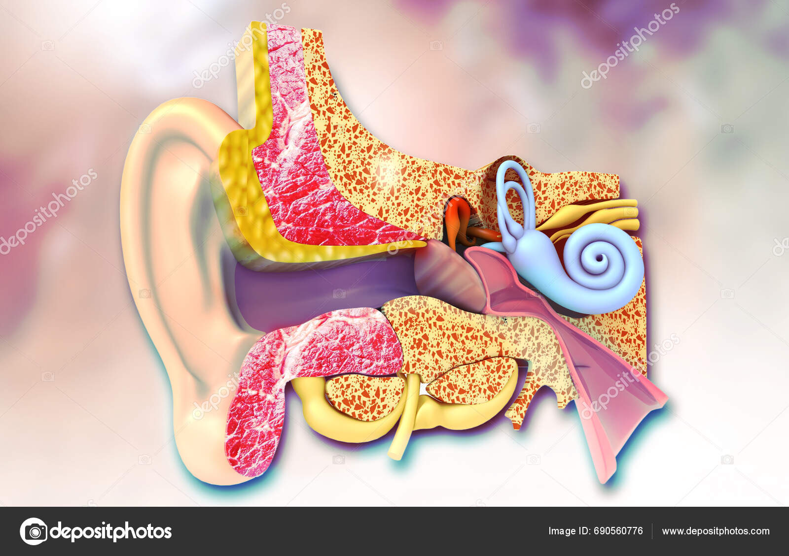 Cross Section Human Ear Illustration — Stock Photo © exploderasi #690560776