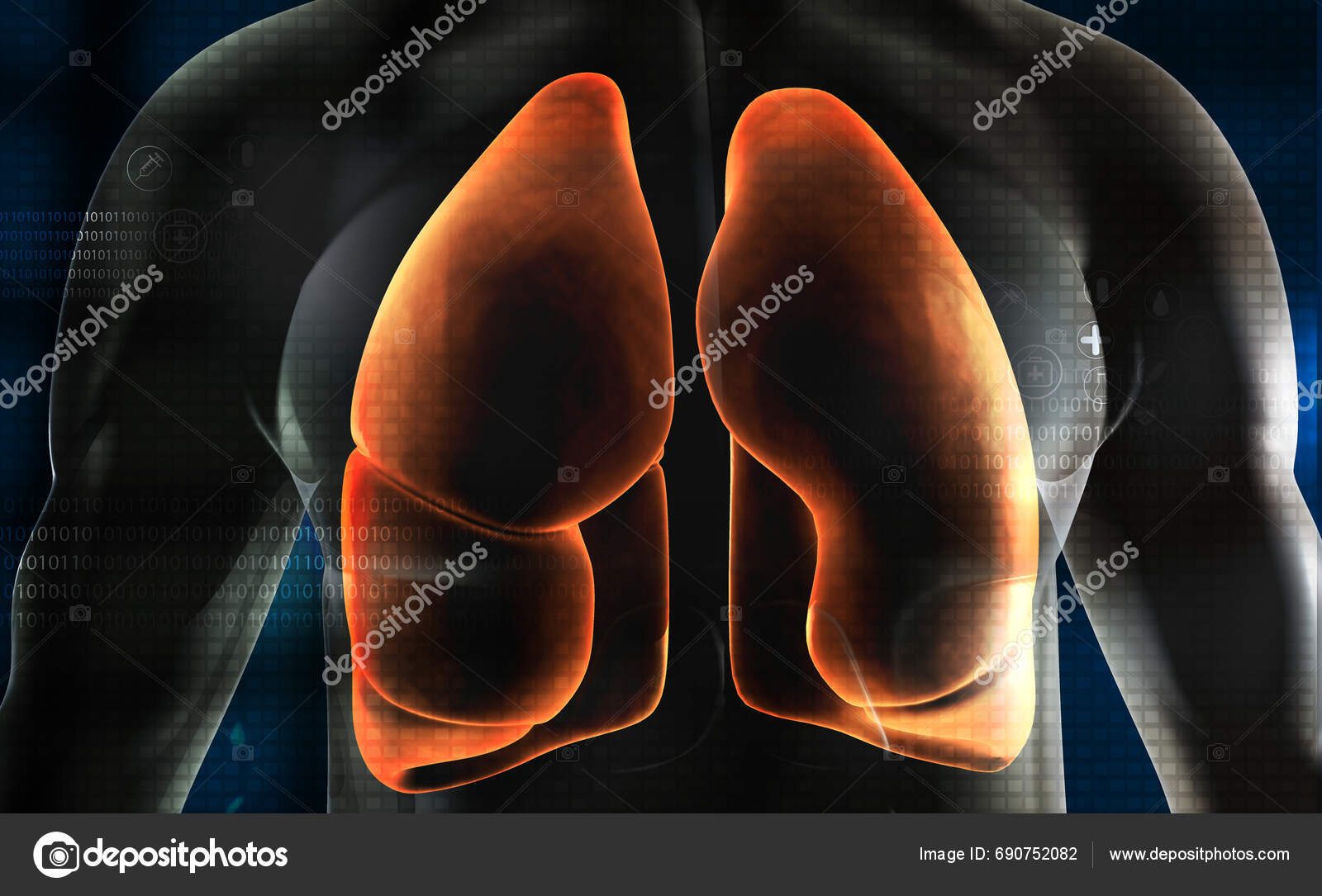 Human Body Respiratory System Lungs Anatomy Illustration Stock Photo by ...