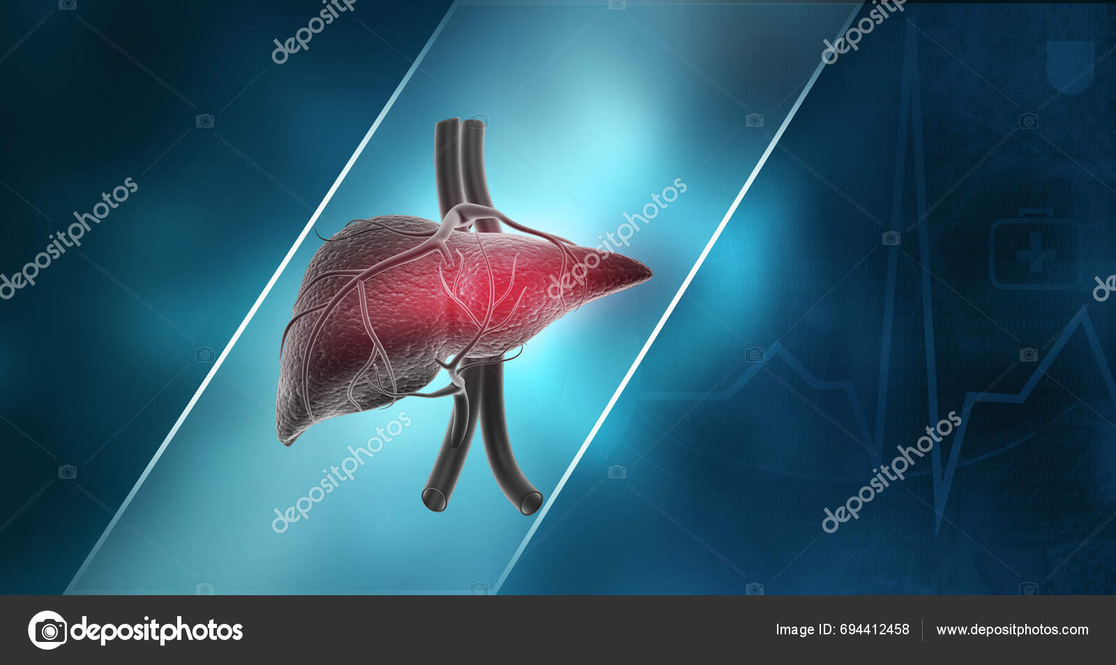 Human Liver Anatomy Illustration Stock Photo by ©exploderasi 694412458