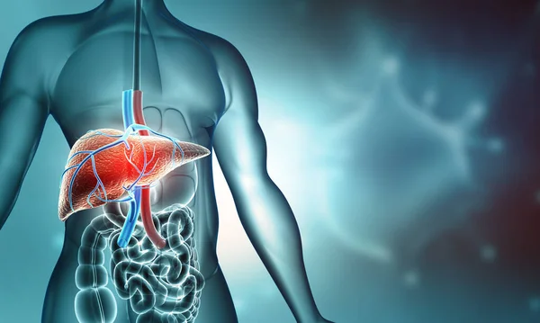 Liver background Stock Photos, Royalty Free Liver background Images ...