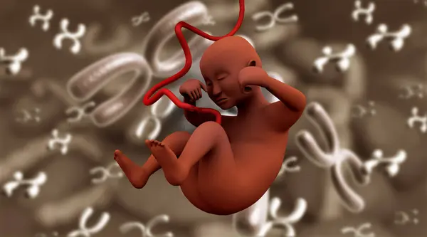 Imágenes de Embriologia humana, fotos de Embriologia humana sin ...