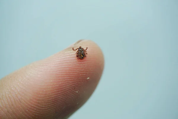 Tic bio Stock Photos, Royalty Free Tic bio Images | Depositphotos