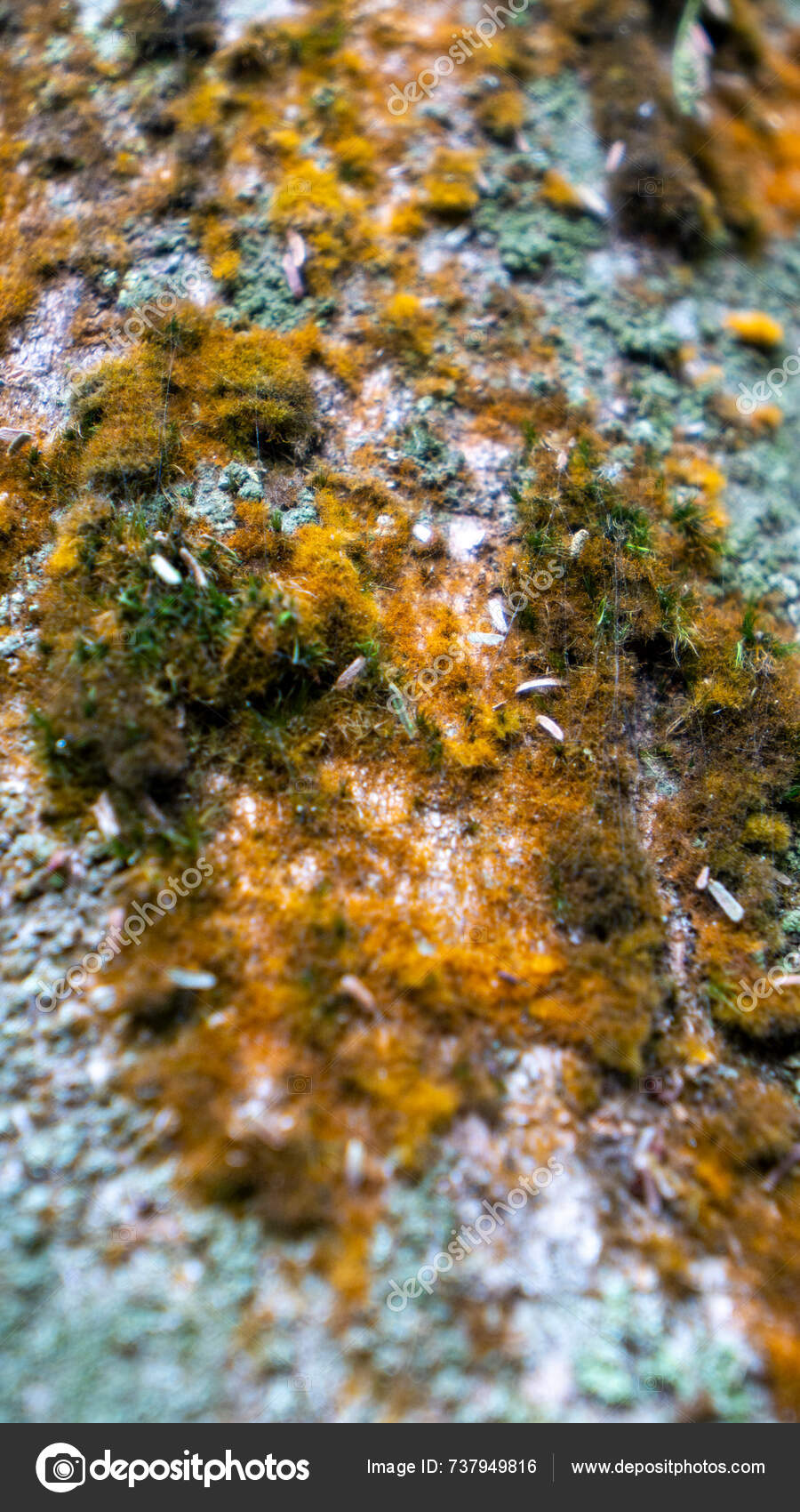 Detailed Close Moss Lichen Growing Tree Bark Showcasing Natural Texture — Stock Photo © AGP_Art ...