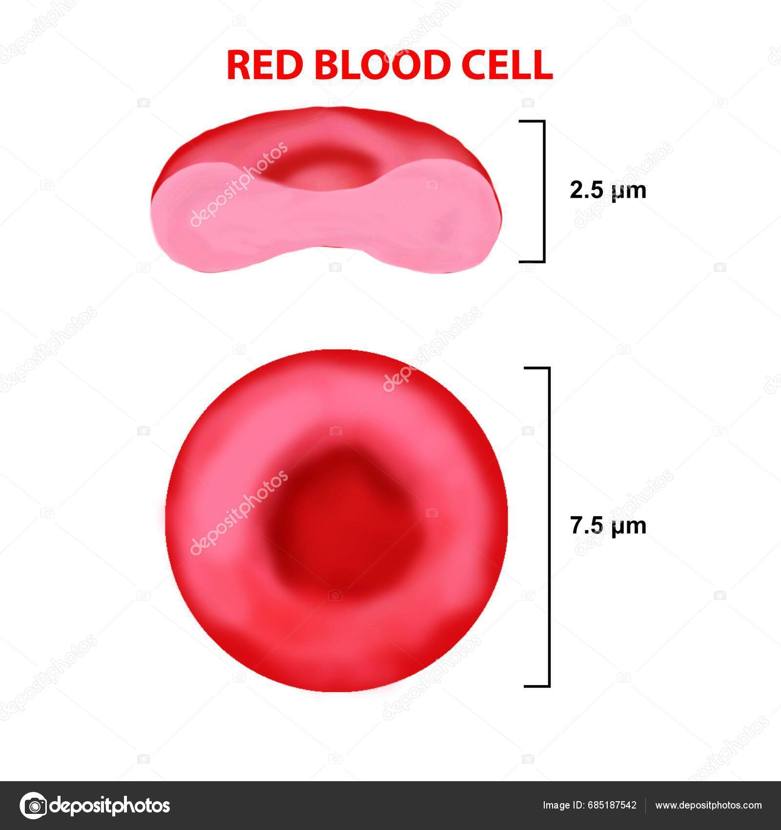 Red Blood Cell Anatomical Structure Illustration Blood Cells Top Side ...