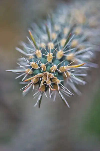 Cabello parado Stock Photos, Royalty Free Cabello parado Images ...
