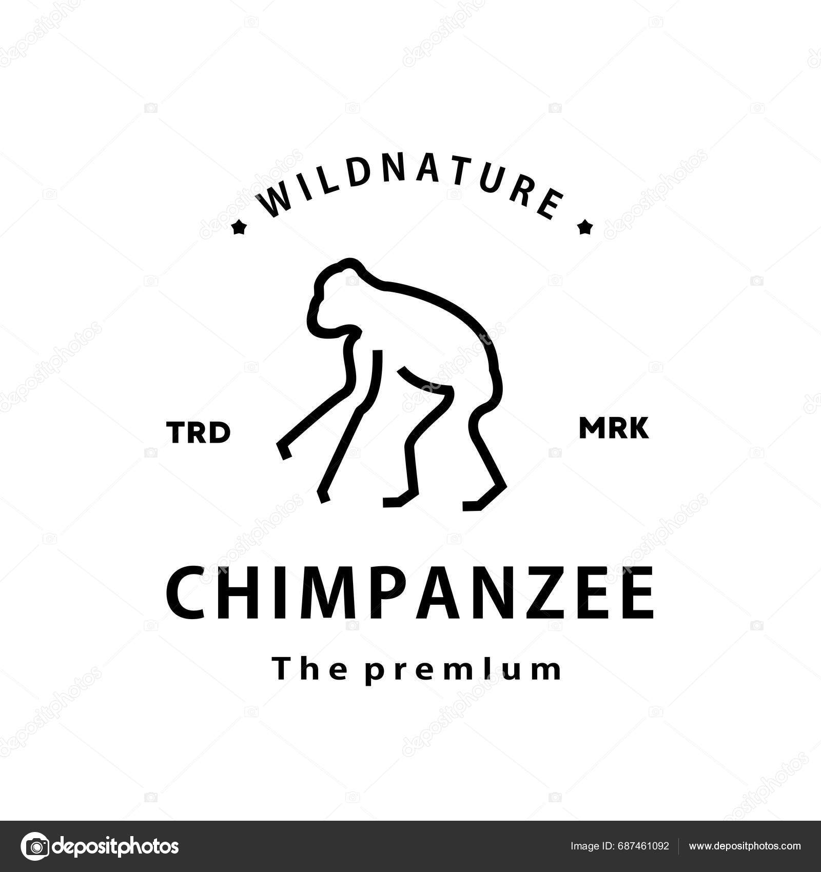 Vintage Retro Hipster Chimpanzee Logo Vector Outline Monoline Art Icon ...