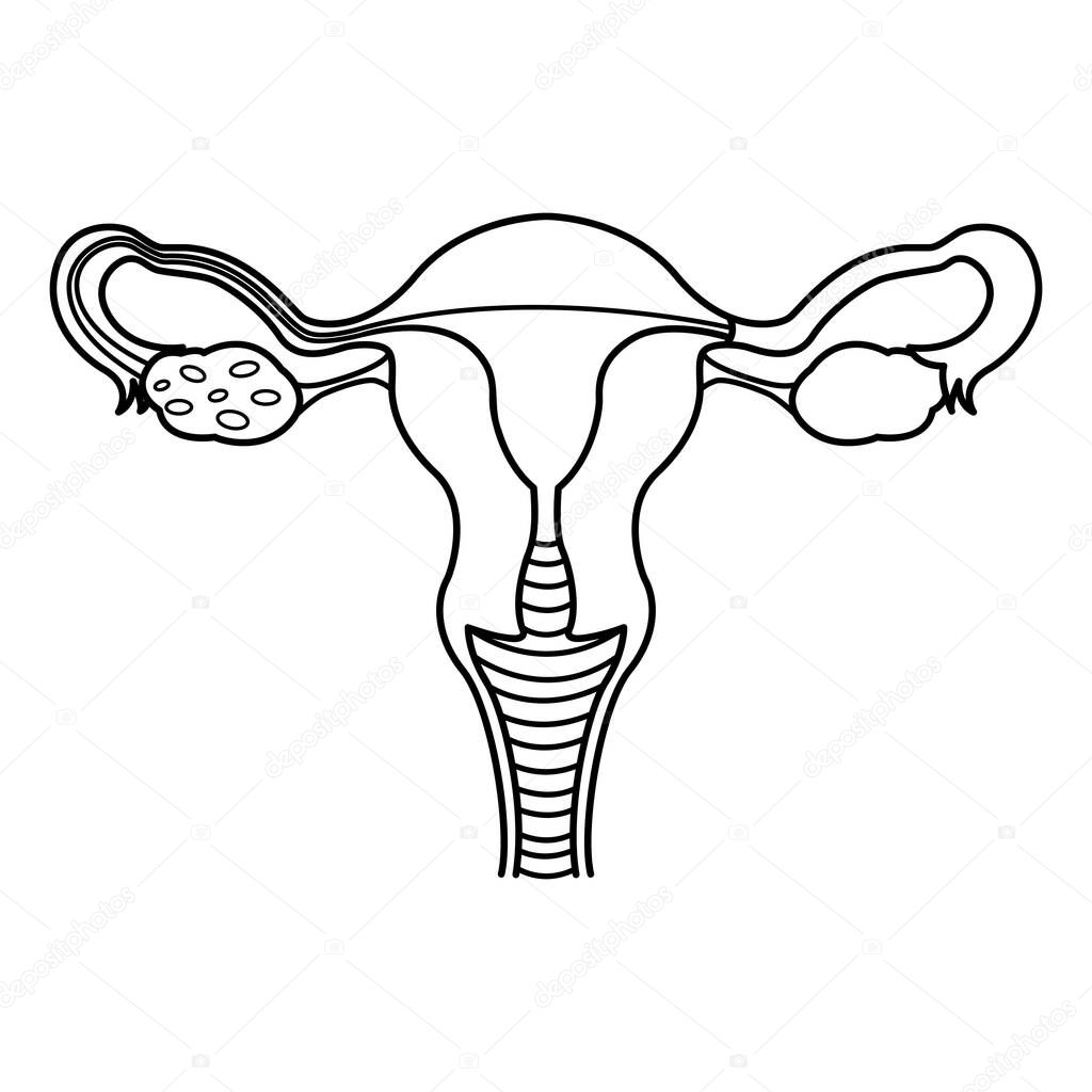 Femenino Reproductivo Voortplantingsstelsel Reproductive Vrouwelijk ...