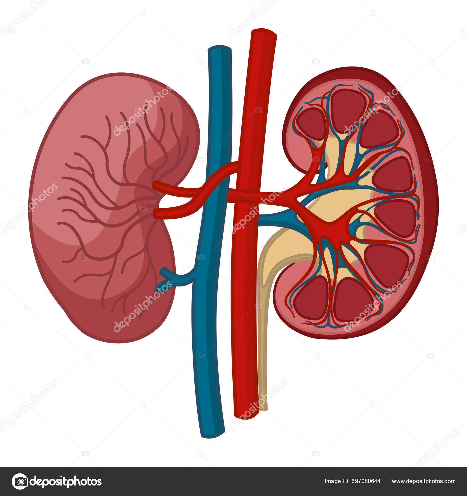 Deler Av Kroppens Organer