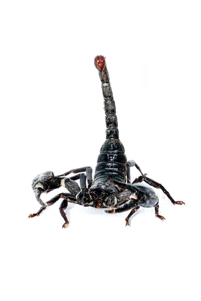 Emperor Scorpion Isolated White Background Stock Photo by ©Borneo777 ...