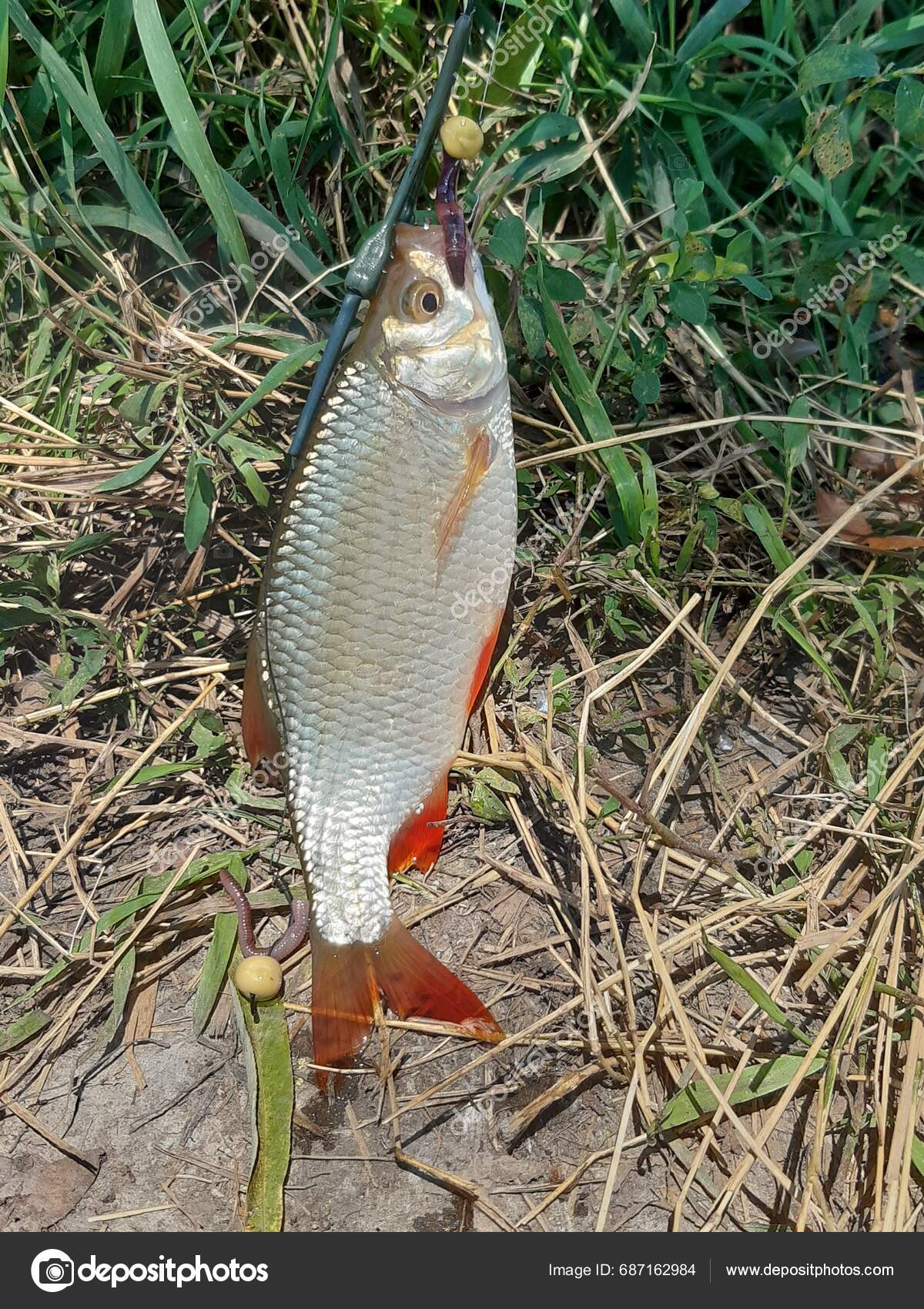 Common Rudd Fish Carp Family New Zealand Canada Considered Nuisance ...