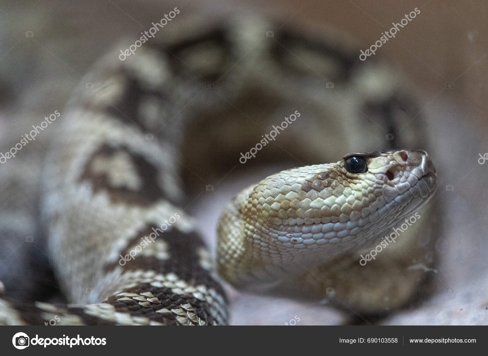 Close Coiled Western Diamondback Rattlesnake Rio Grande Zoo — Stock ...