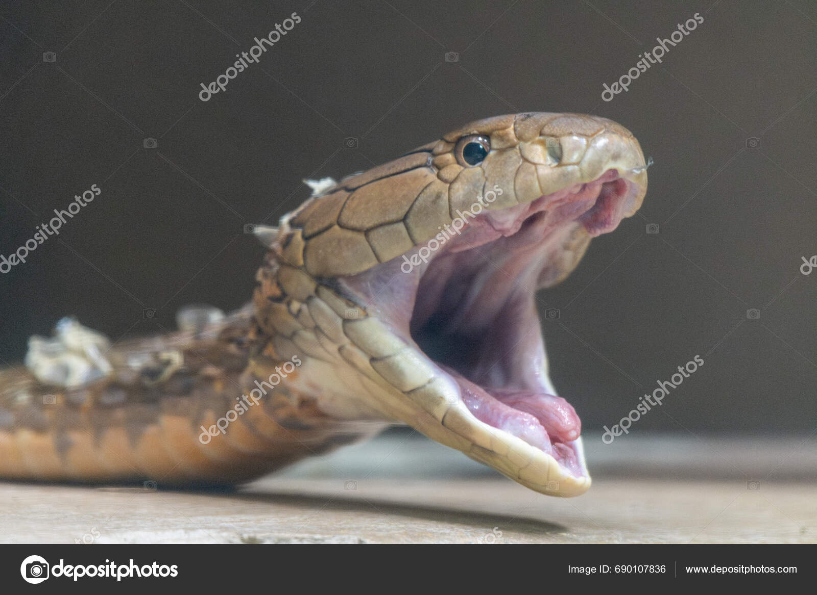 King Cobra Open Mouth Adjusts Its Jaw Shedding Its Skin — Stock Photo ...