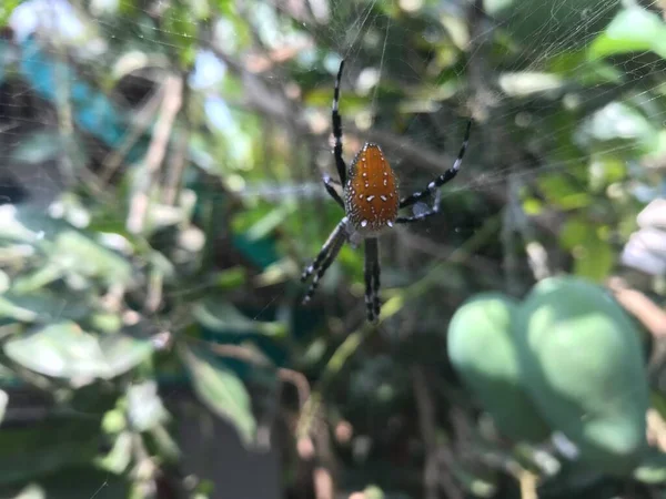 Fotos de Long haired spider, Imagens de Long haired spider sem ...