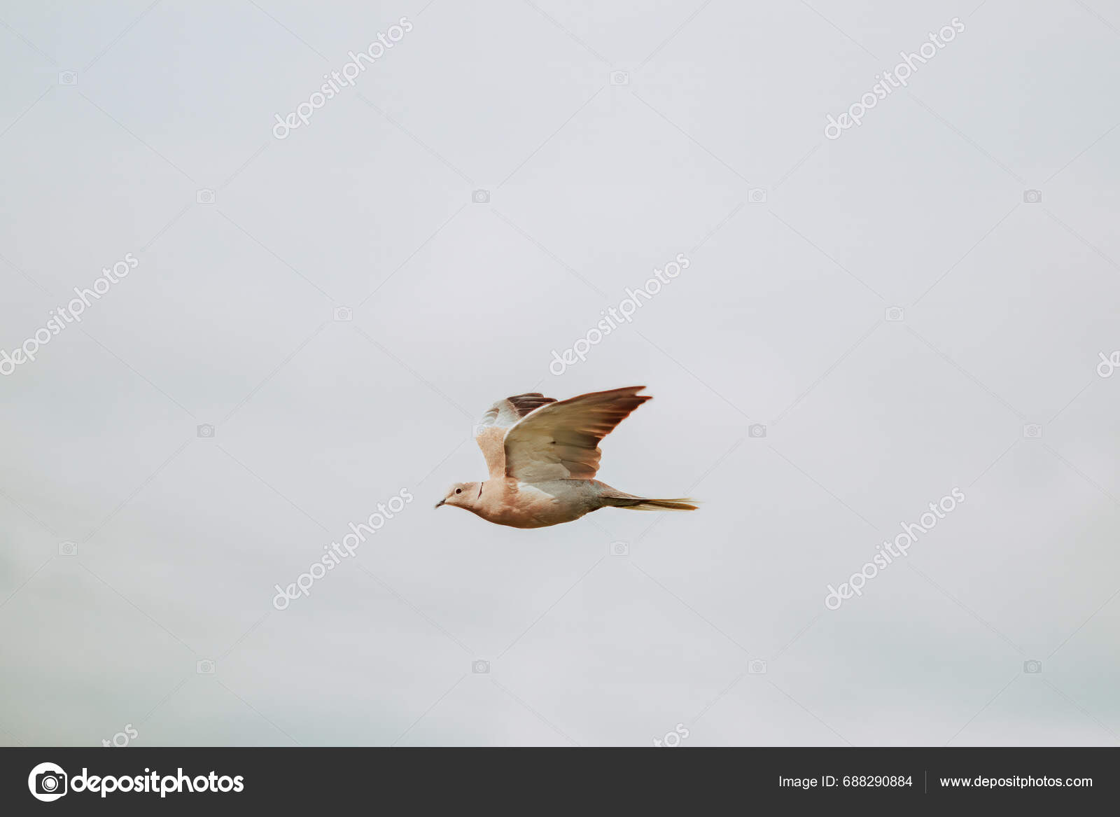 Close Eurasian Collared Dove Flying Light Sky — Stock Photo © a ...