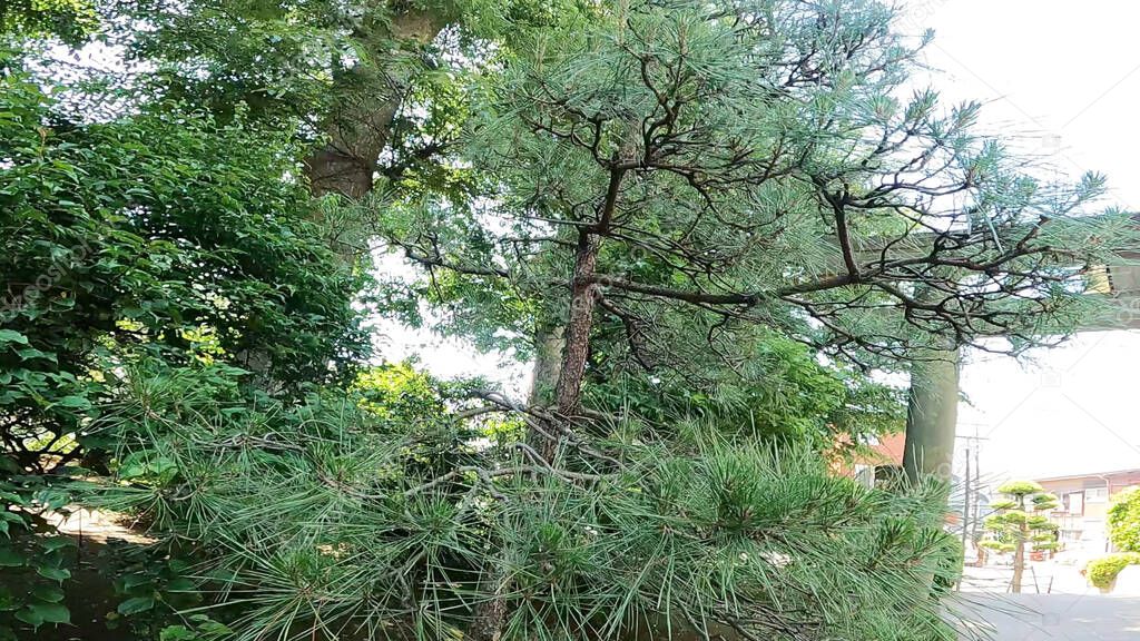 Tokumaru Kitano Shrine, un santuario sintoísta ubicado en Tokumaru ...