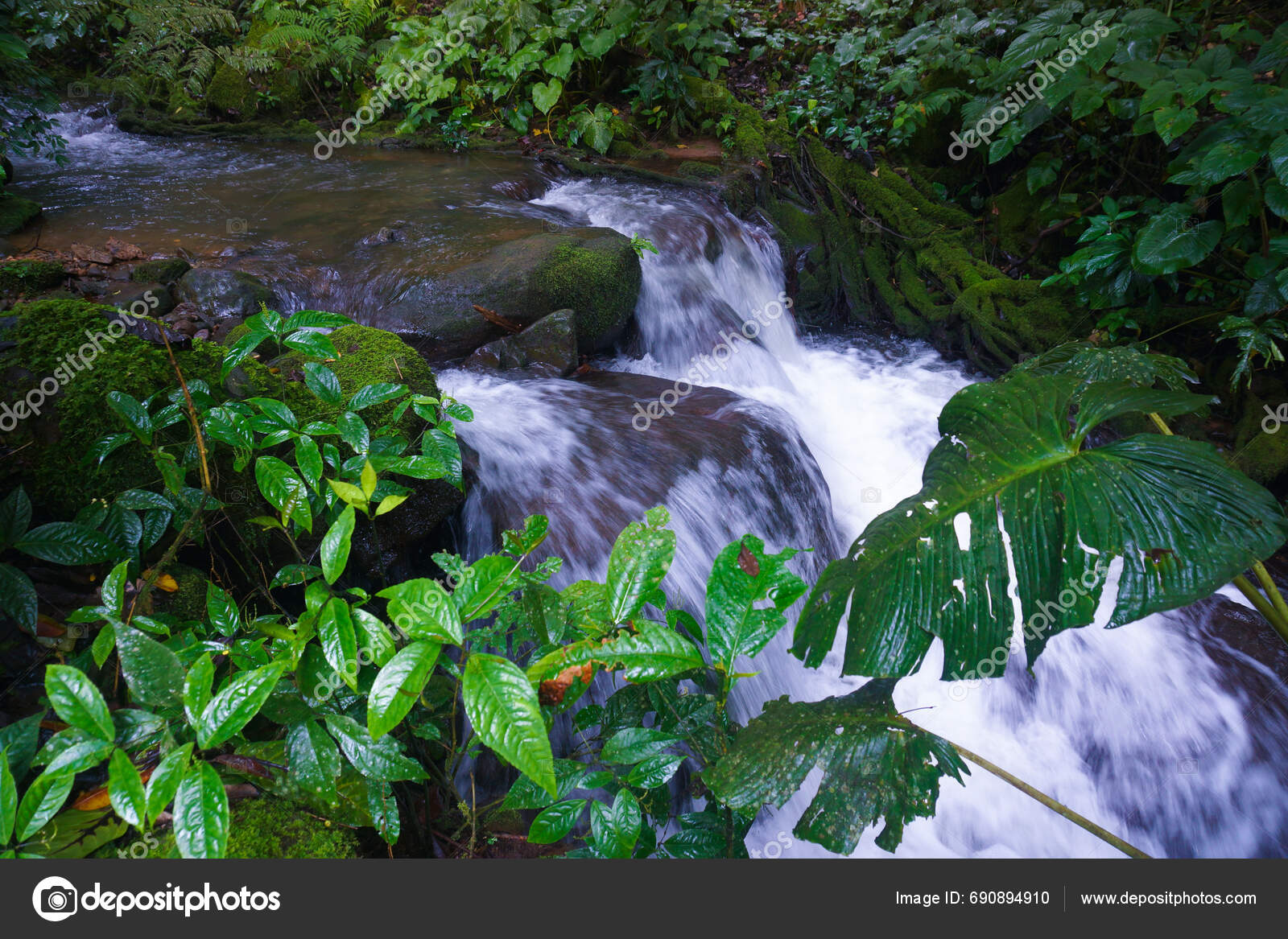 Tropical Rainforests Indonesia Have Lot Biodiversity Condition Trees ...