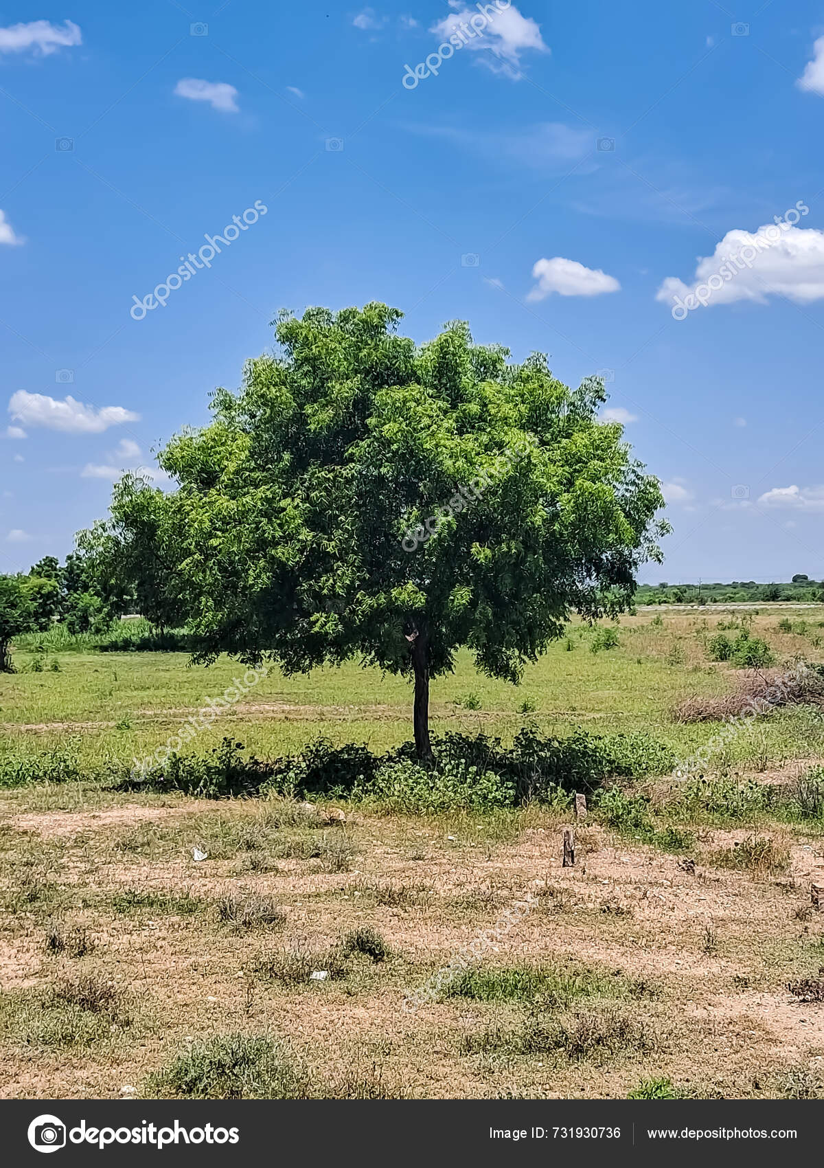 Alone Big Neem Tree Dry Field — Stock Photo © Kvsethurajan #731930736