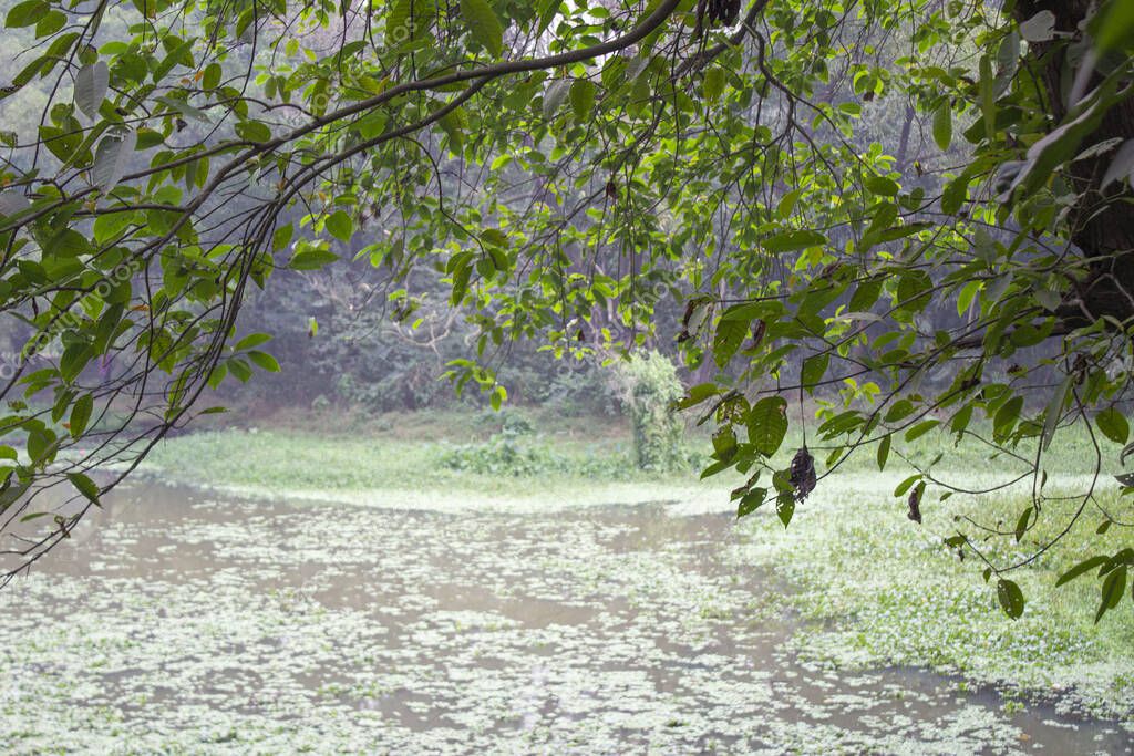 Vista del lago del campus en la universidad de jahangirnagar, ubicado en medio de un entorno ...
