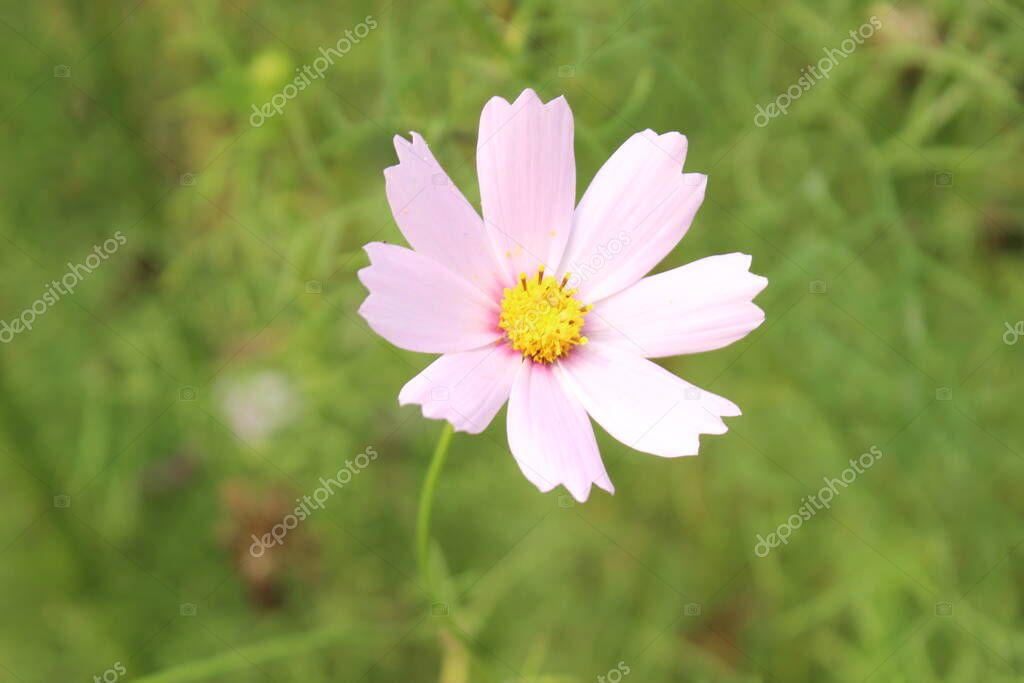 Cosmos parviflorus flor blanca con un natural borroso, comúnmente ...