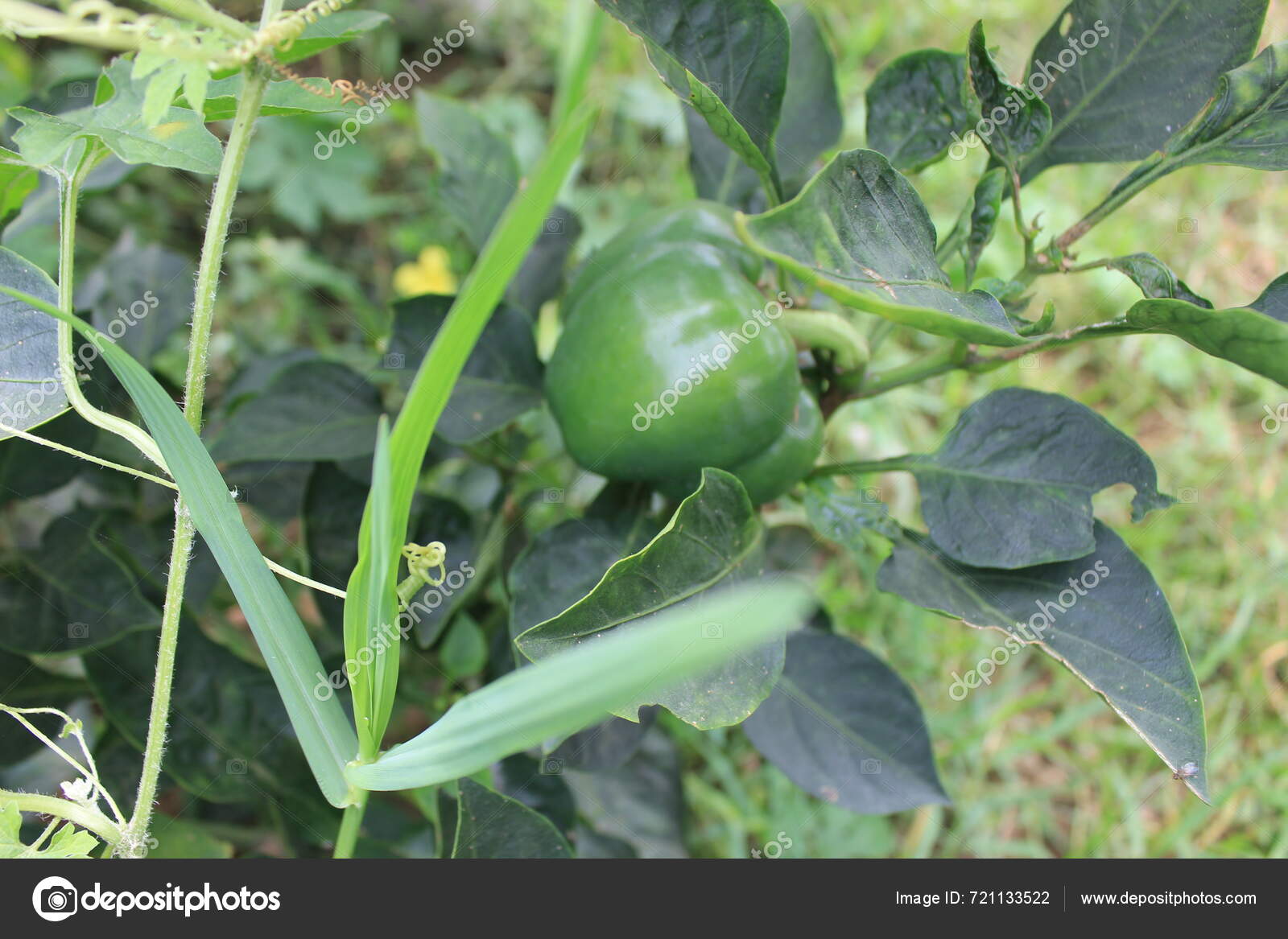 Closeup Green Capsicum Annuum Intricate Details Vegetable Vividly ...