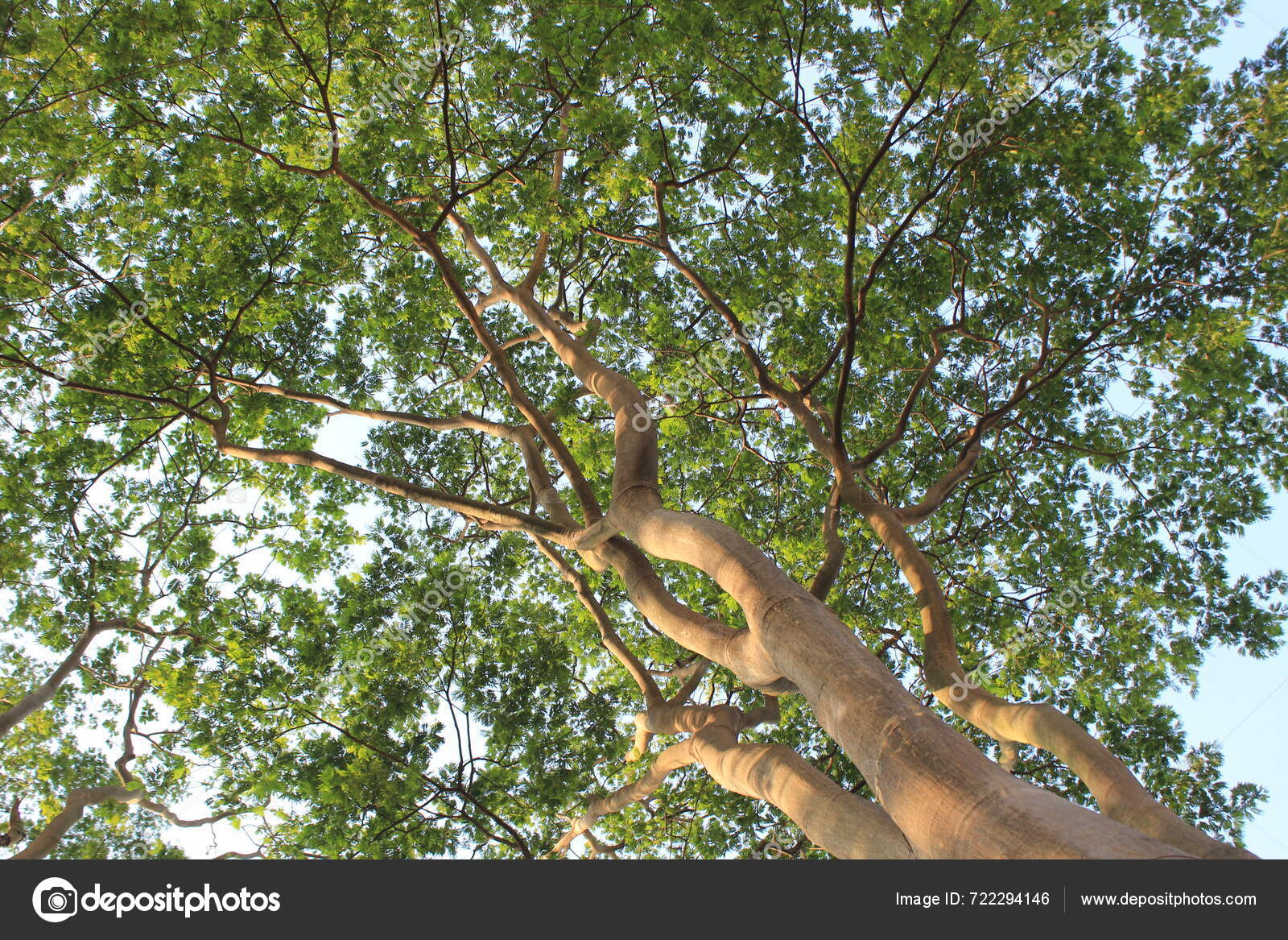 Enterolobium Cyclocarpum Tree Sky Background Commonly Known Guanacaste ...