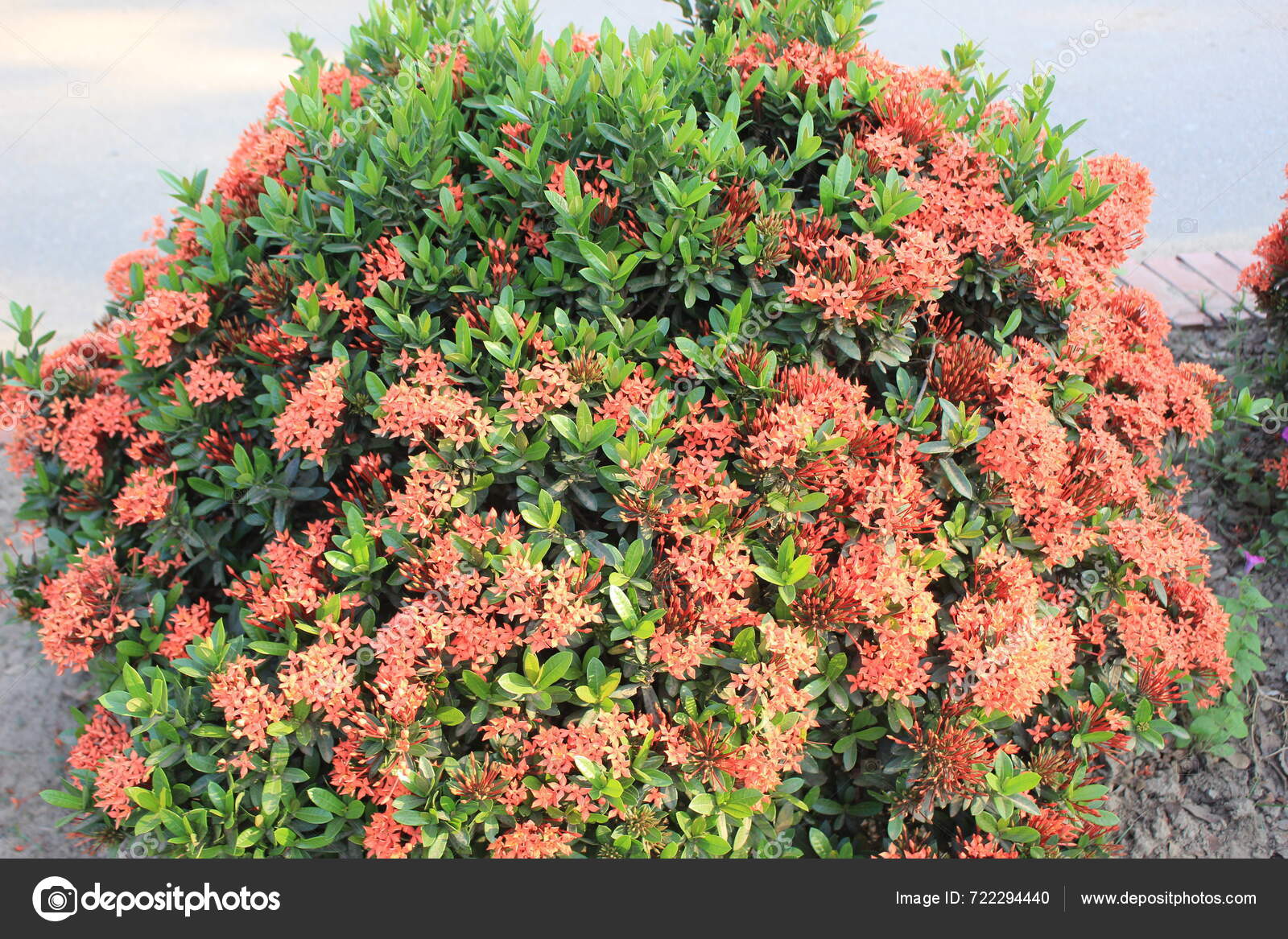 Flowering Plant Ixora Coccinea Commonly Known Jungle Geranium Flame ...