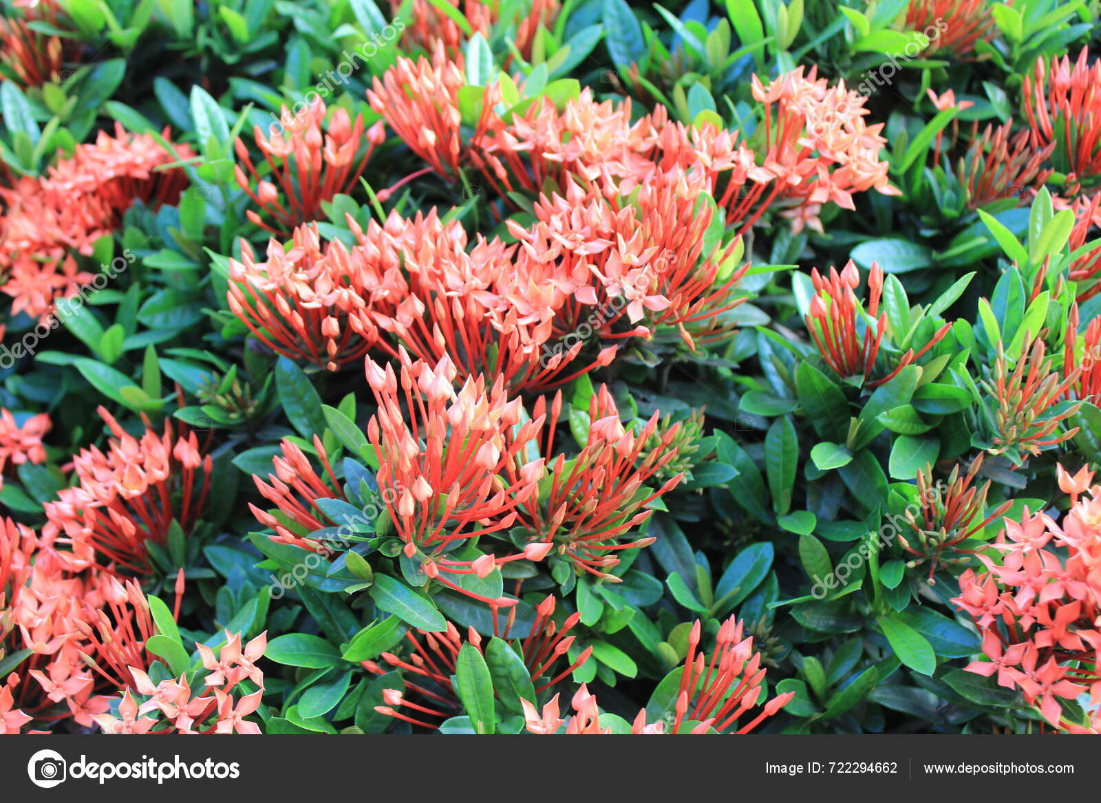 Ixora Coccinea Flowering Plant Commonly Known Jungle Geranium Flame ...