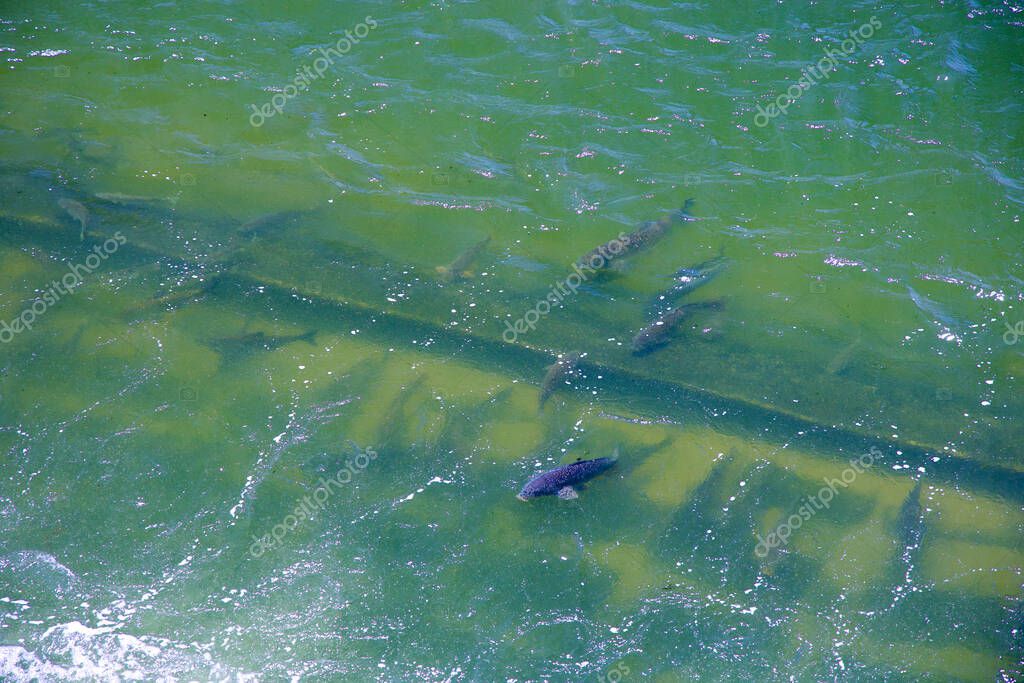 Los vislumbres de peces cerca de la superficie de Jungnang Stream crean una escena tranquila y ...