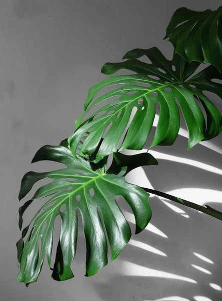 Monstera leaves under daylight with hard shadows against a white ...