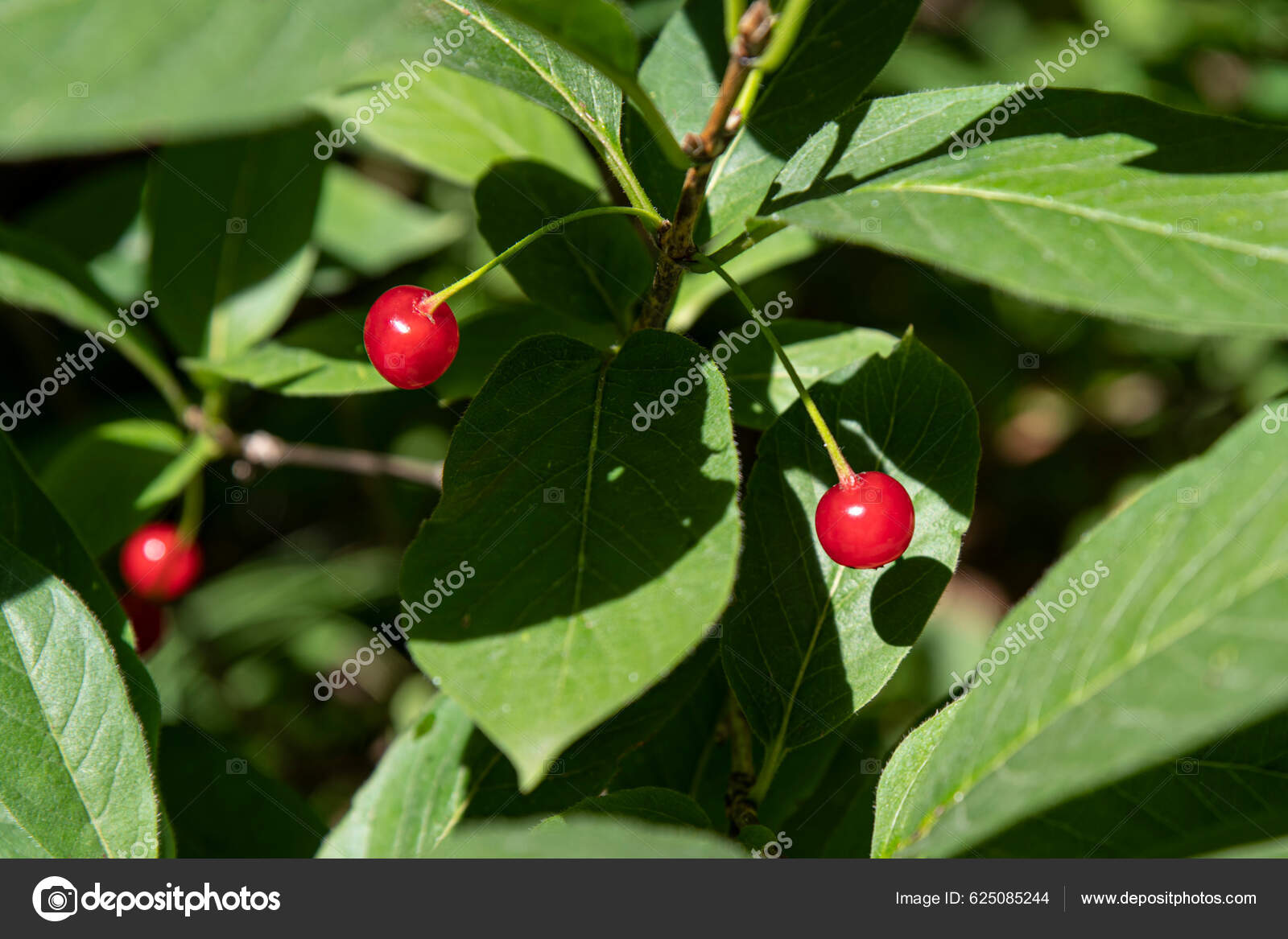 Close Wild Red Berries Shrub Alps — Stock Photo © ccile.ducrot.orange ...