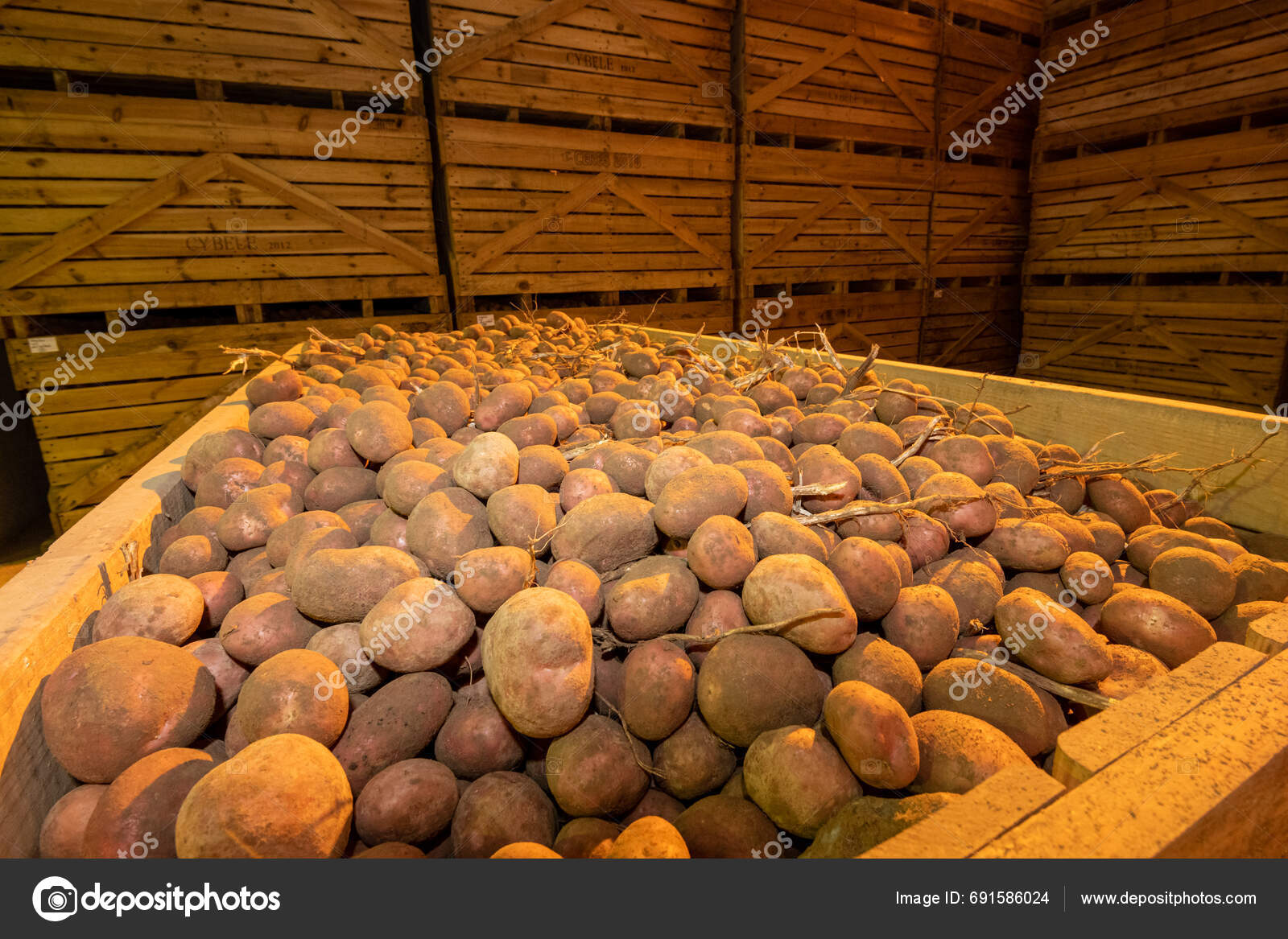 Potato Harvest Stacking Boxes Cold Room Variety Manitou Rouge Nord ...