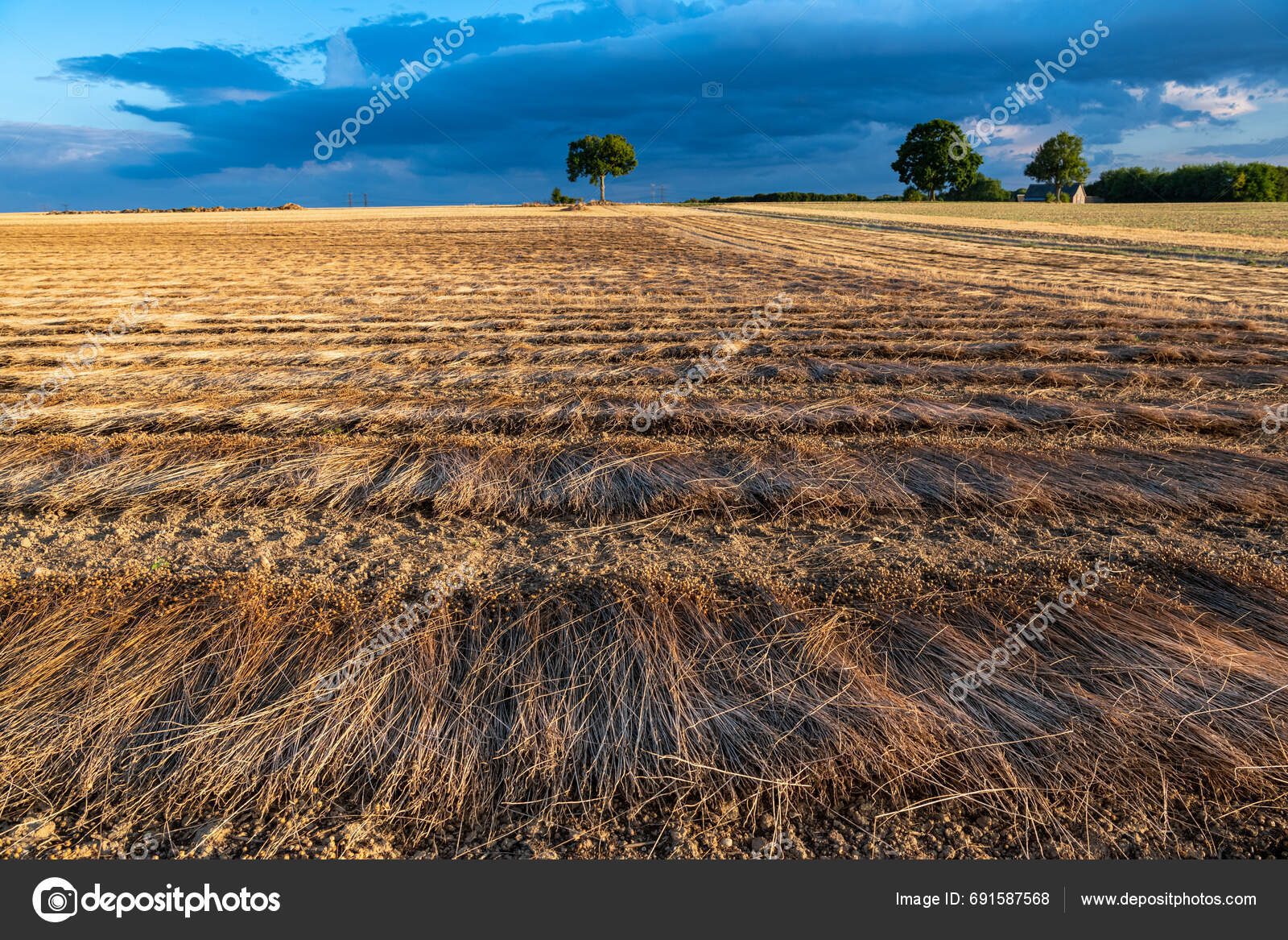 Flax Field Retting Plain Landscape Stormy Sky Evening France Normandy ...