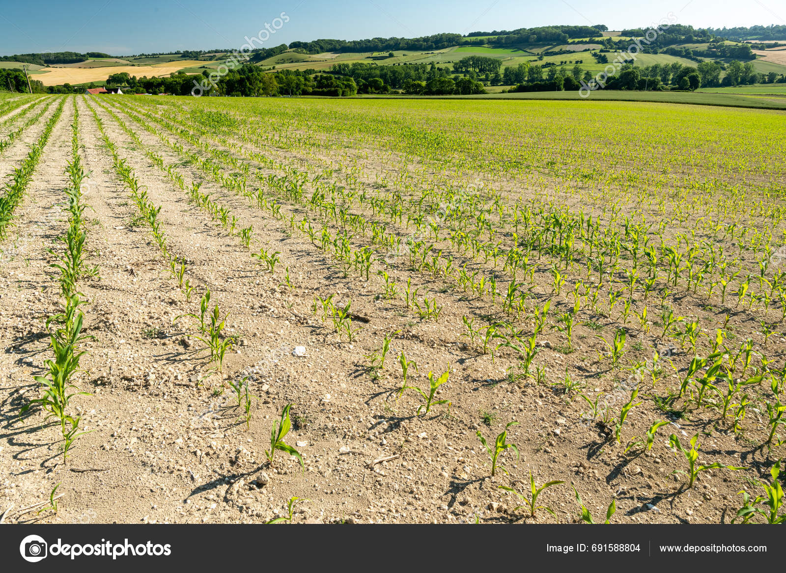 Normandy France June 2022 Corn Field Affected Drought Stunted Growth ...