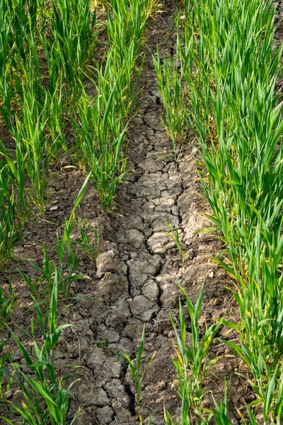 Soil acidity Stock Photos, Royalty Free Soil acidity Images | Depositphotos