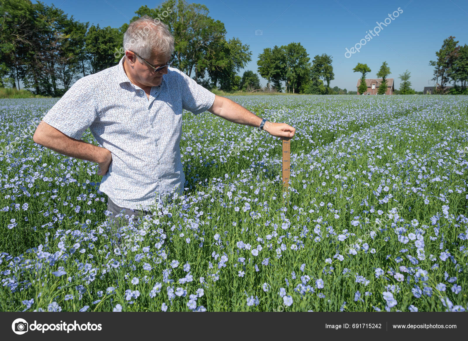 Farmer Measuring Growth Height His Flax Graduated Ruler Herbometer ...