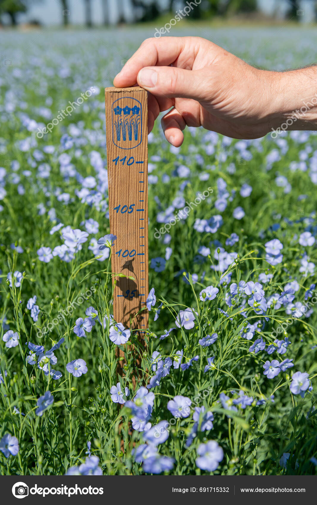 Farmer Measuring Growth Height His Flax Graduated Ruler Herbometer ...