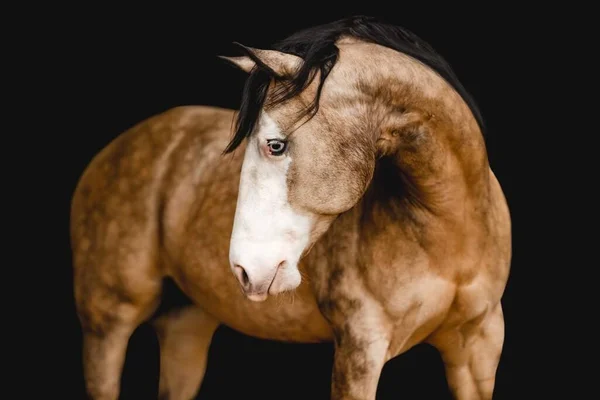 Photo cheval trisomique images libres de droit, photos de Photo cheval ...