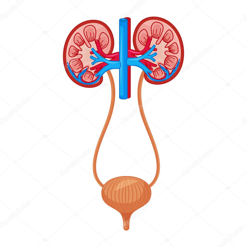 Ilustraci n del p ster del diagrama de anatom a renal y vesical 2024