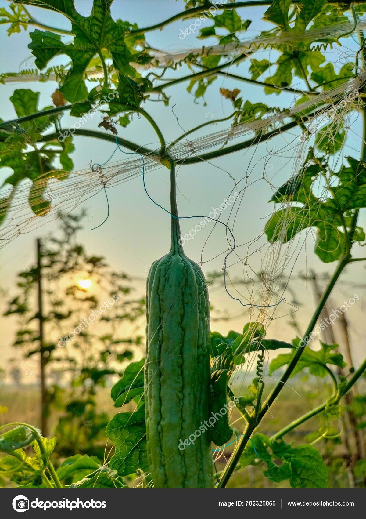 Close Momordica Charantia Bitter Melon Also Called Bitter Gourd Bitter ...