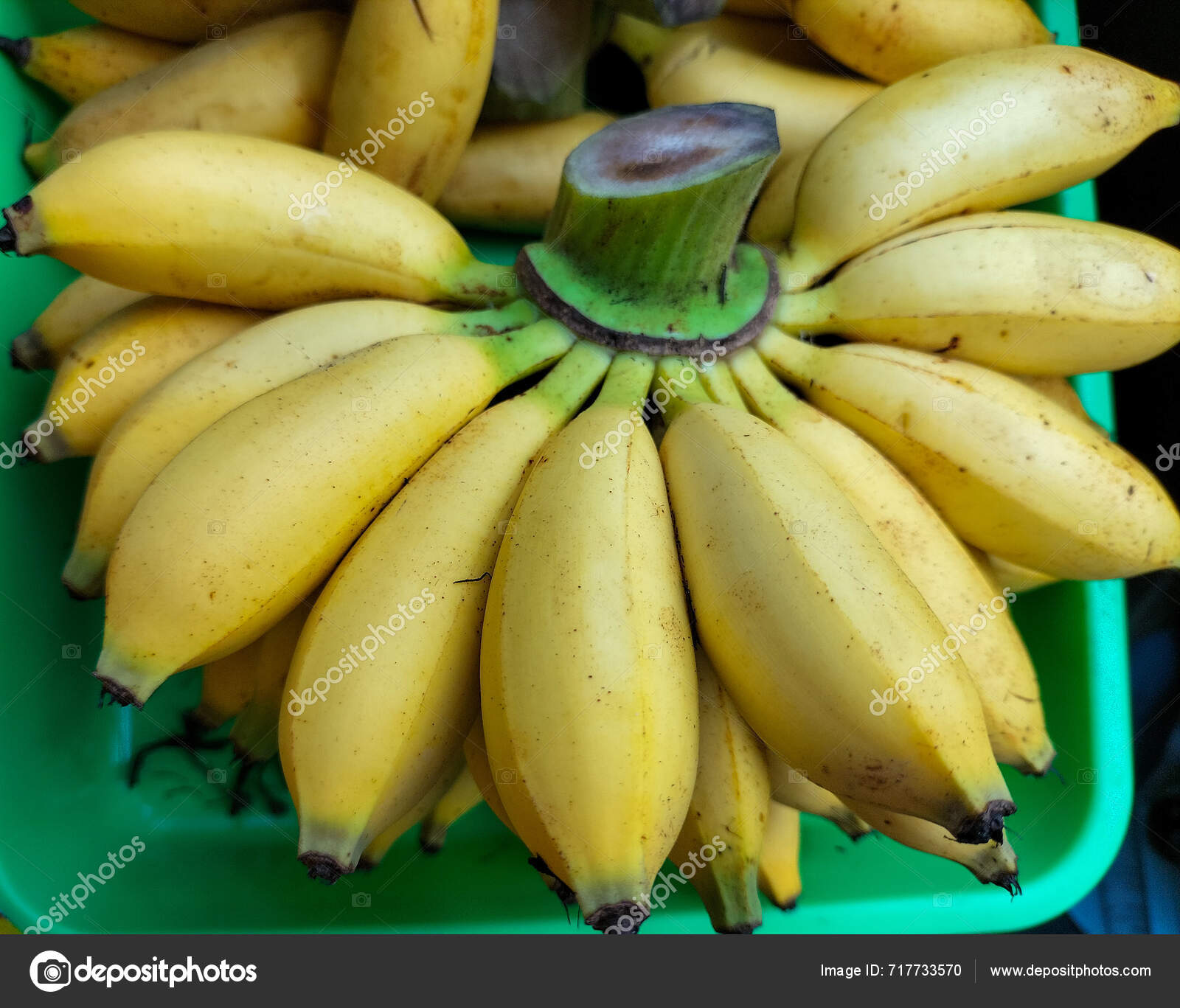 Barlin Banana Musa Acuminata Plant Also Known Barlin Banana Type ...