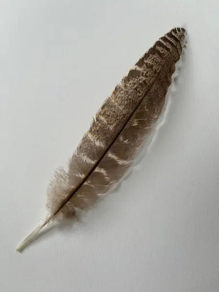 Bald eagle feathers Stock Photos, Royalty Free Bald eagle feathers ...