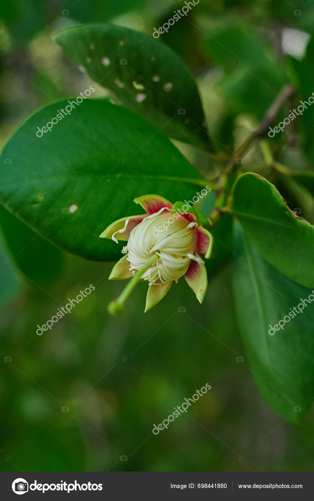 Sonneratia Alba Mangrove Tree Flower — Stock Photo © revy_parinussa ...