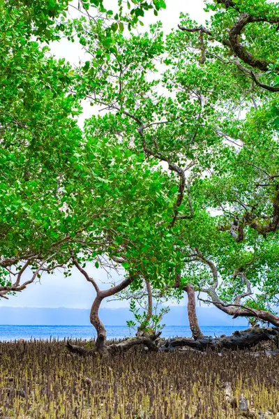 Red mangrove tree Stock Photos, Royalty Free Red mangrove tree Images ...