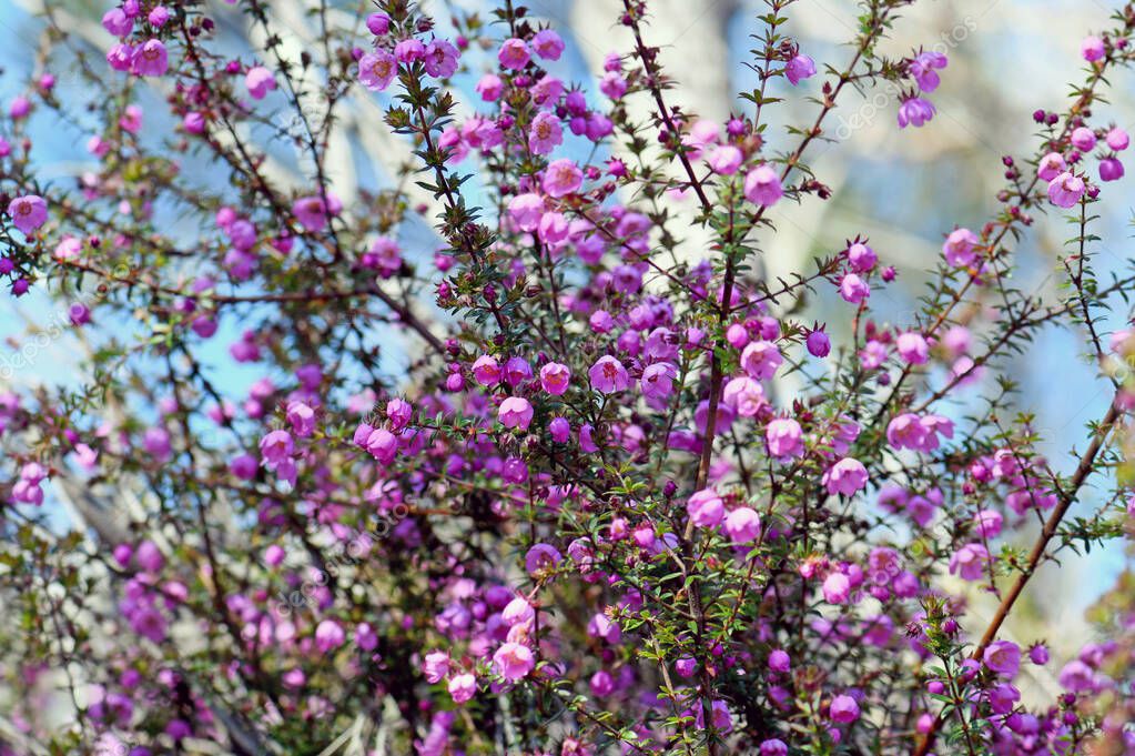 Pink flowers of the Australian native River Rose, Bauera rubioides ...