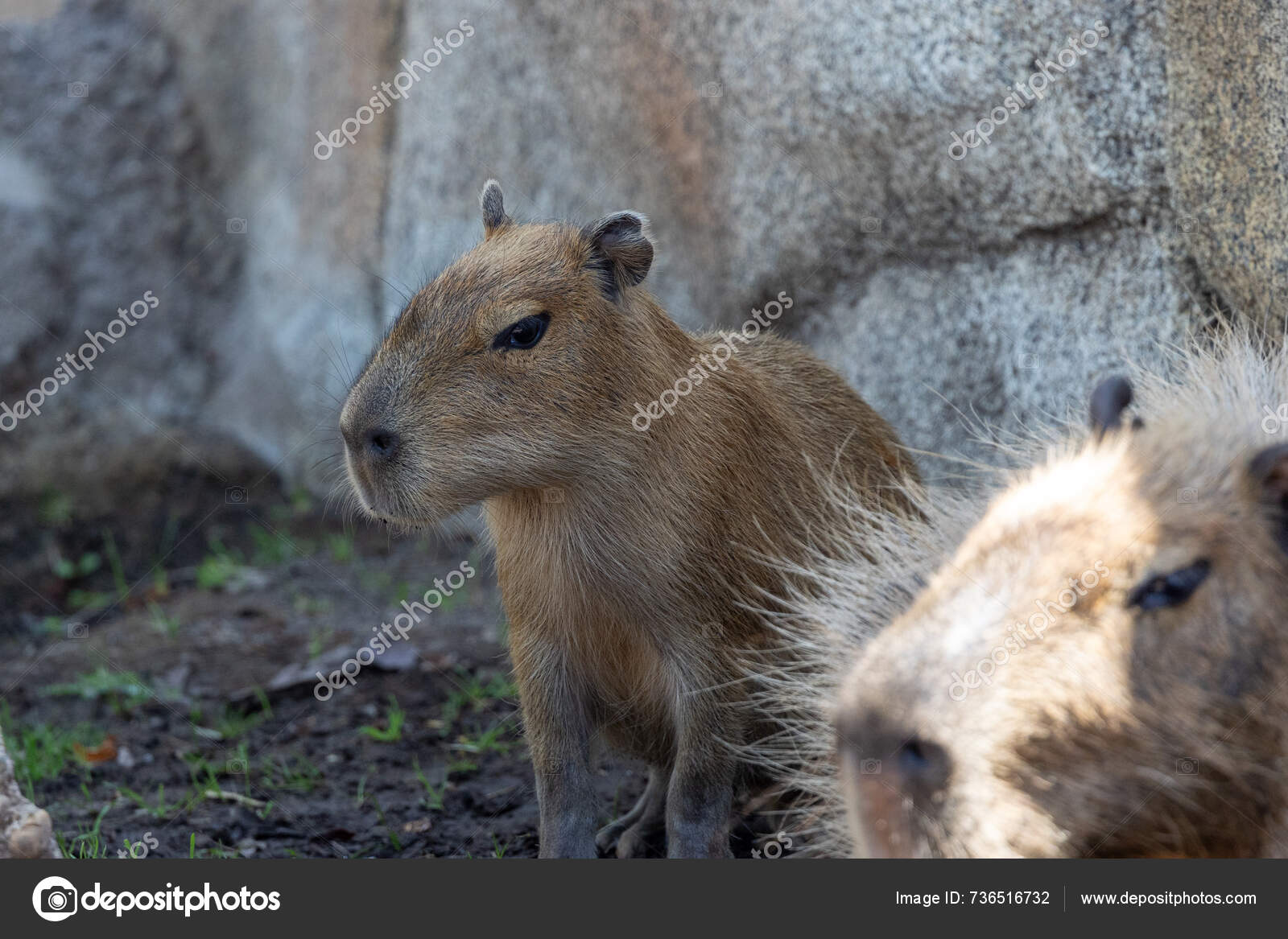 Close Juvenile Capybara — Stock Photo © jimbrownphotography #736516732