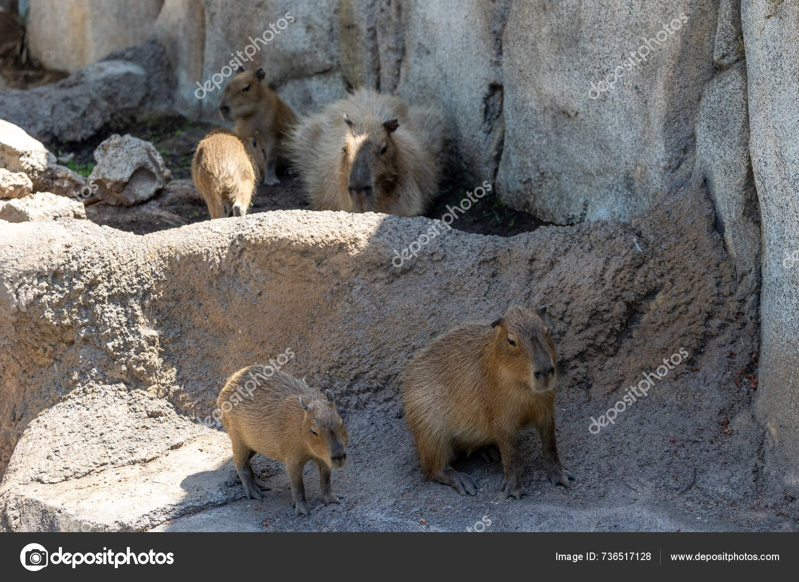 Family Group Capybaras — Stock Photo © jimbrownphotography #736517128 Family Group Capybaras — Stock Photo © jimbrownphotography #736517128